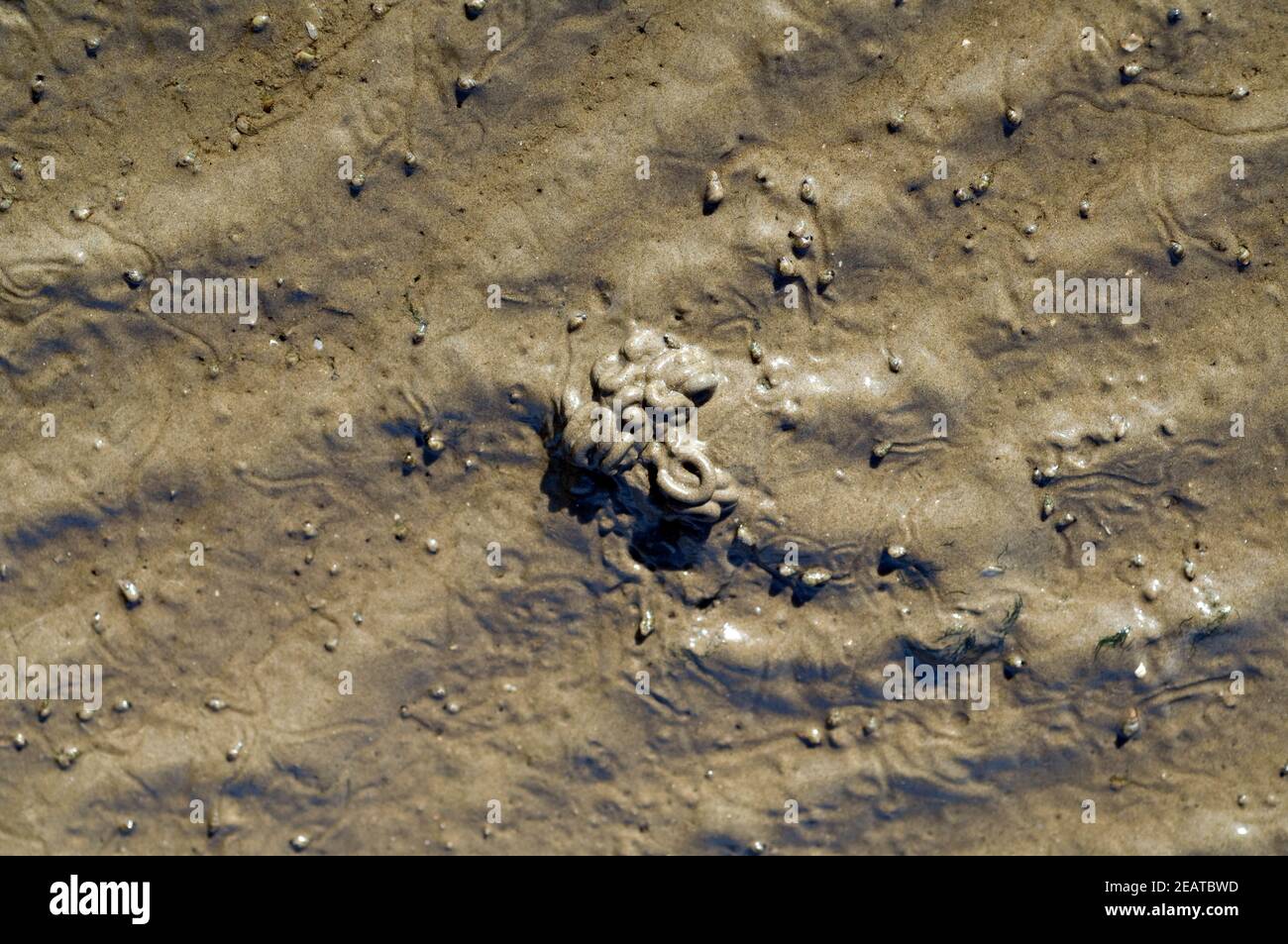 Wattwurm strand hi-res stock photography and images - Alamy