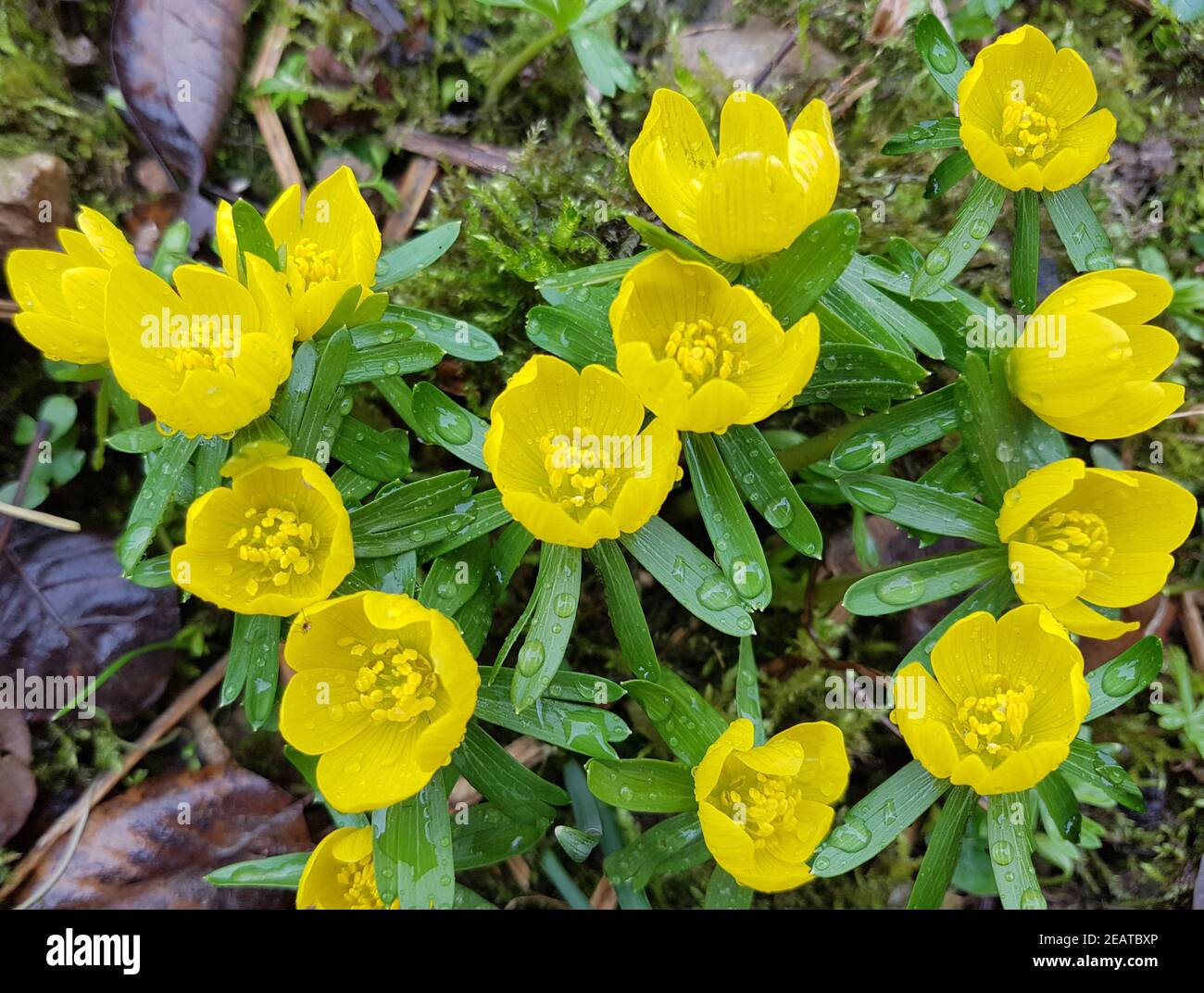 Winterling, Eranthis, hyemalis Stock Photo - Alamy