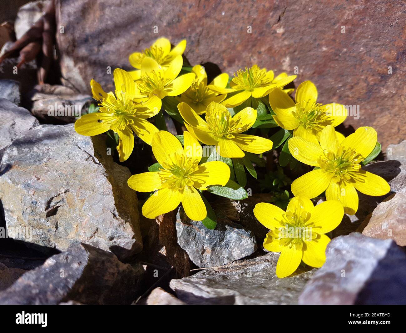 Winterling Eranthis hyemalis Stock Photo - Alamy