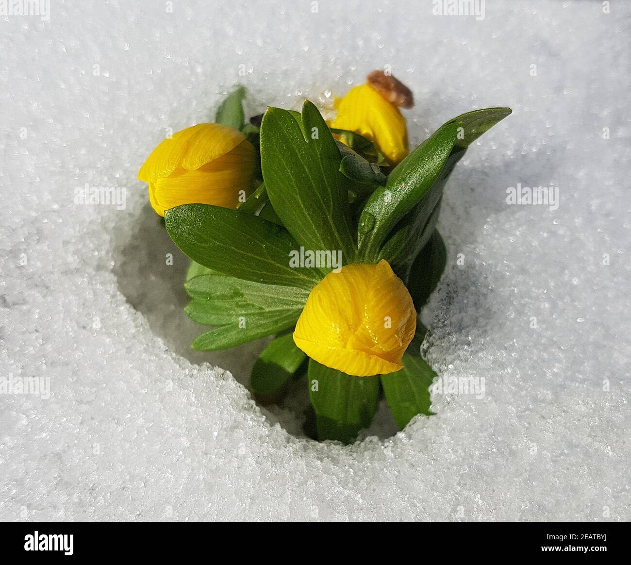 Winterling, Eranthis, hyemalis Stock Photo - Alamy