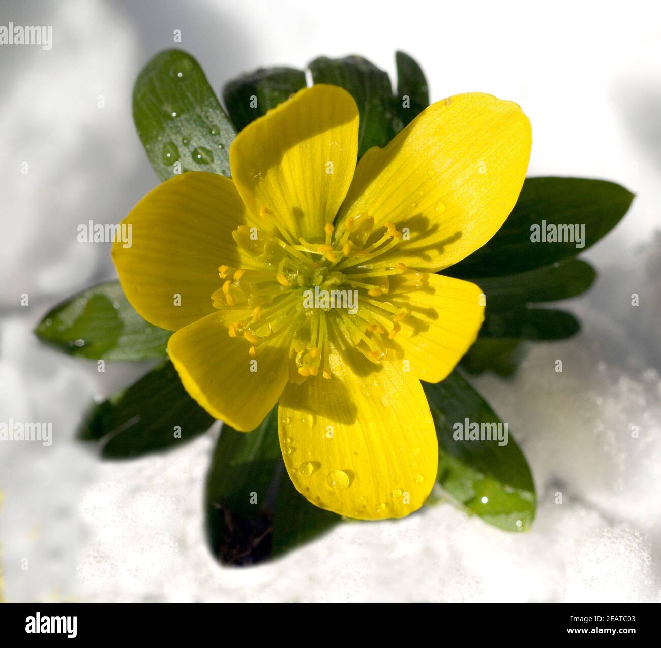 Winterling; Eranthis hyemalis Stock Photo - Alamy