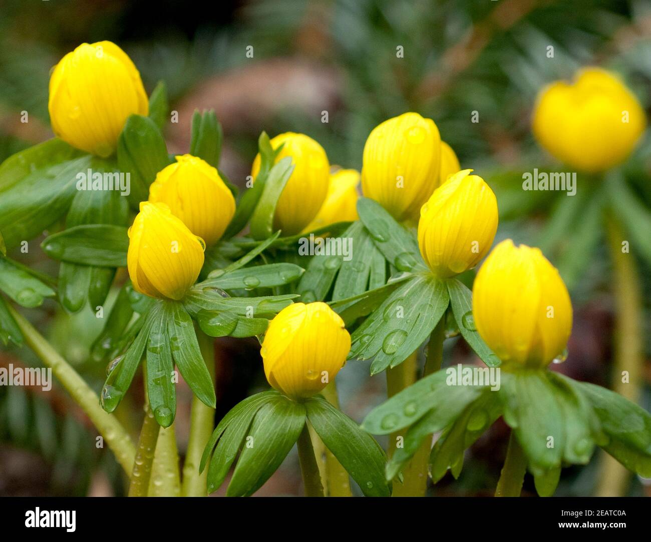 Winterling, Eranthis, hyemalis Stock Photo - Alamy