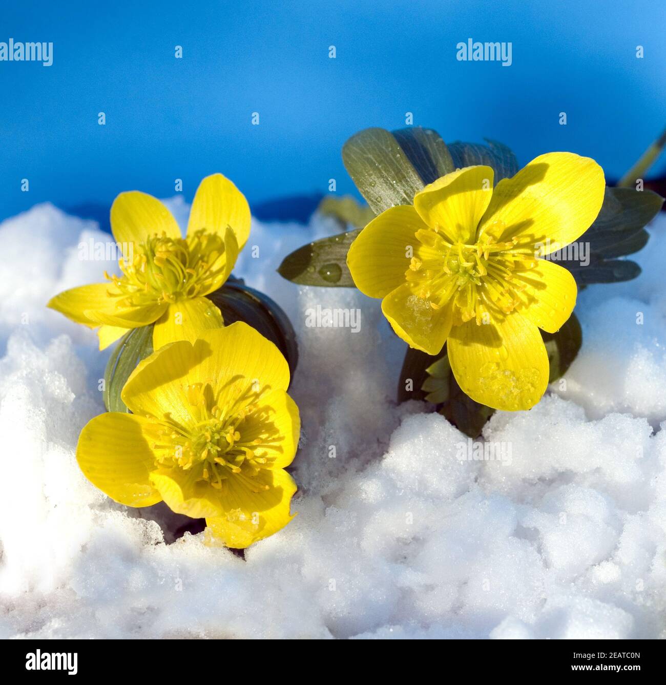 Winterling, Eranthis, hyemalis Stock Photo - Alamy