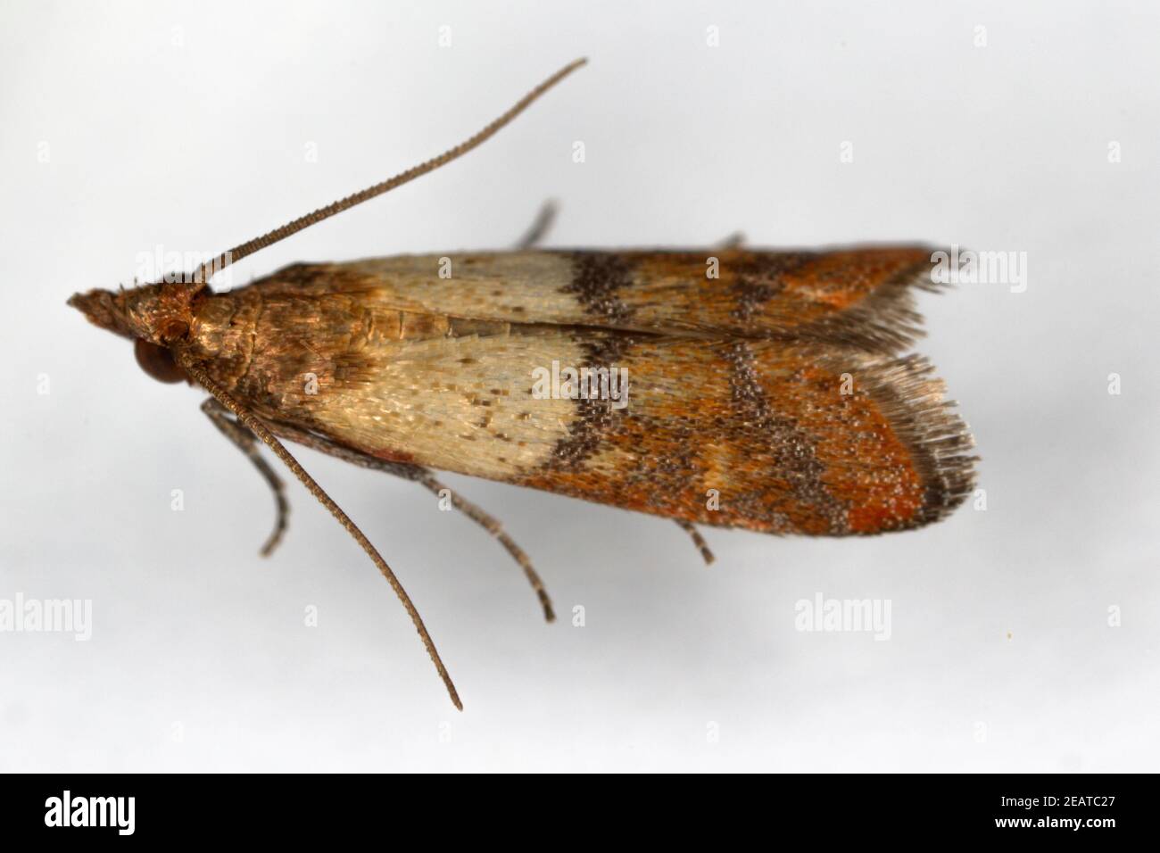 Indian mealmoth Plodia interpunctella of a pyraloid moth of the family ...
