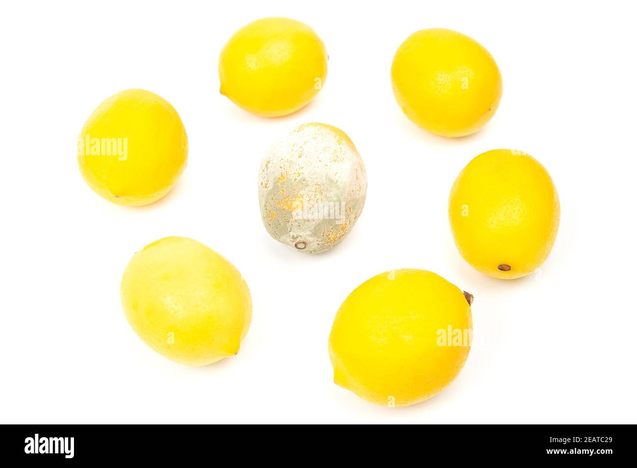 Rotten lemon next to fresh lemons on a white background Stock Photo - Alamy