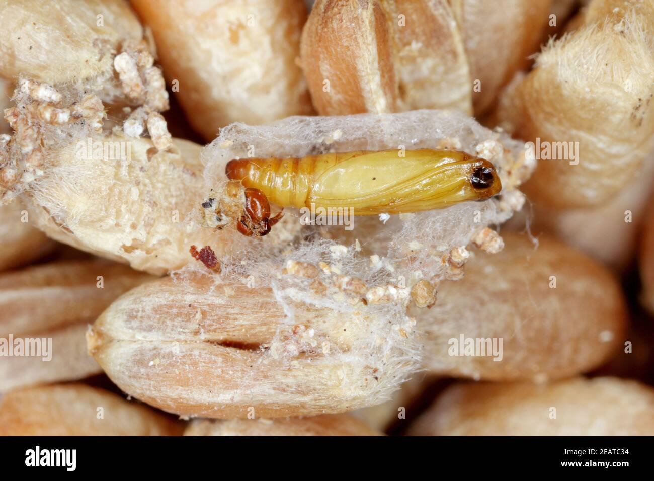Pupa of of Indianmeal moth or Indianmeal moth – Plodia interpunctella ...