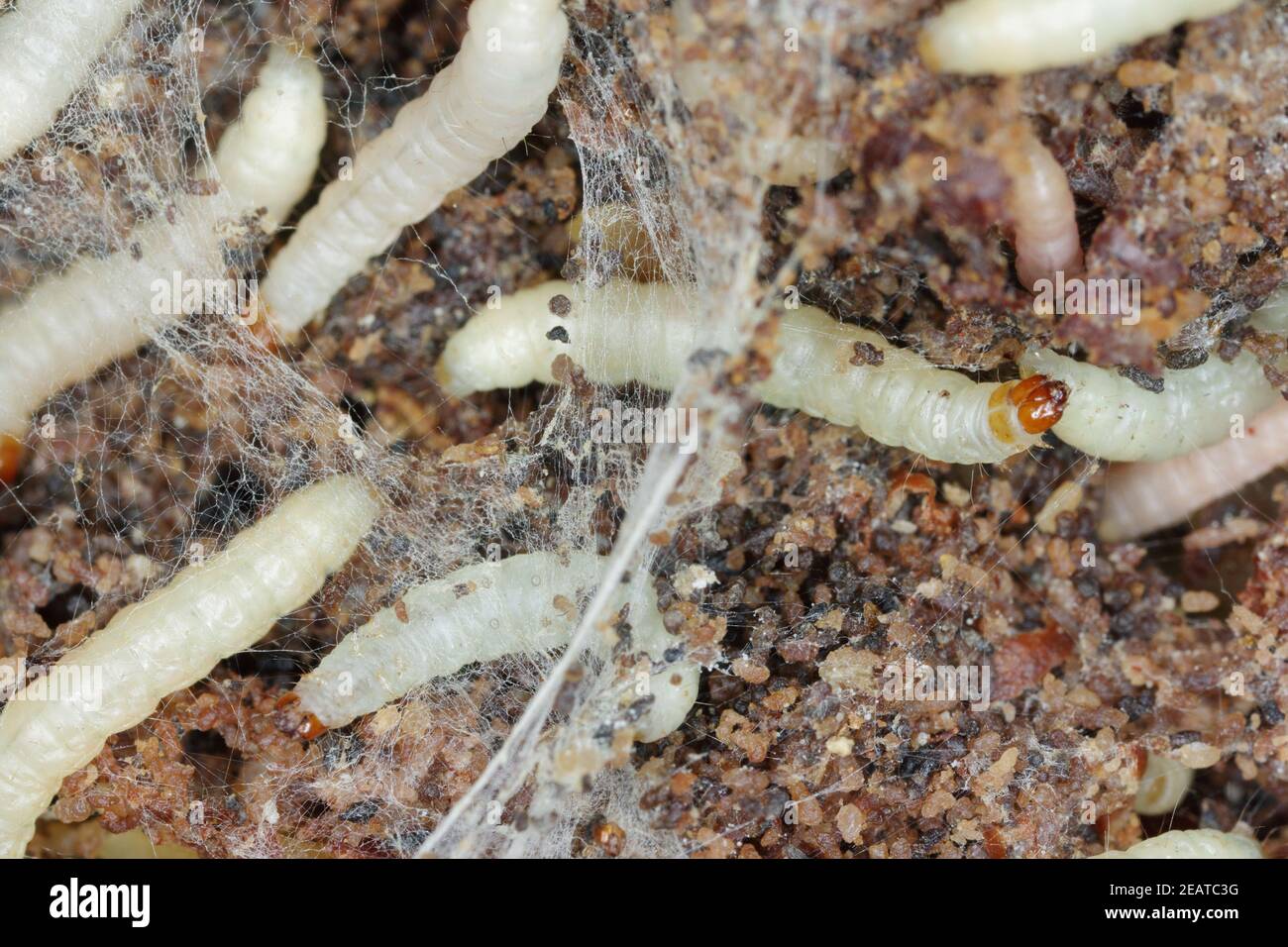 Pyraloid moth hi-res stock photography and images - Alamy