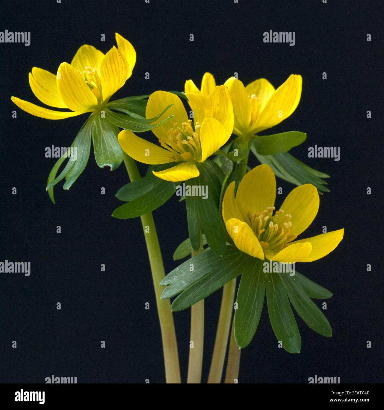 Winterling; Eranthis; hyemalis Stock Photo - Alamy