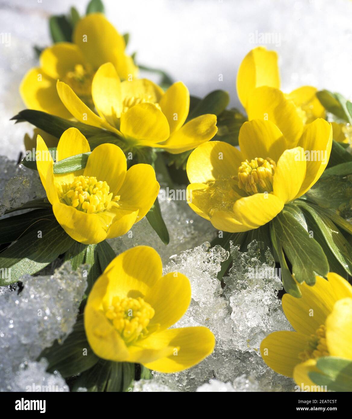Winterling, Eranthis, hyemalis Stock Photo - Alamy
