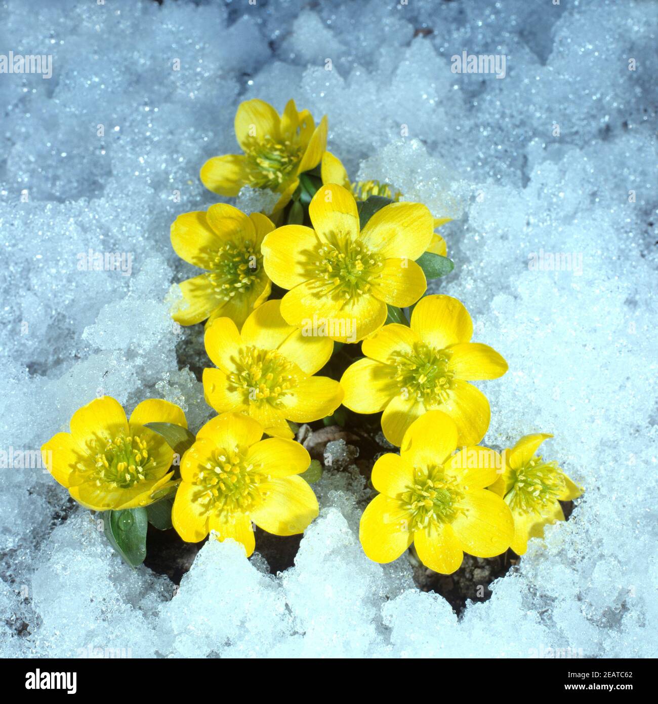 Winterling, Eranthis, hyemalis Stock Photo - Alamy