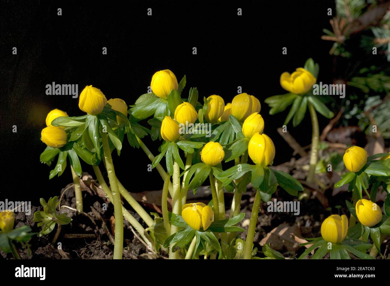 Winterling, Eranthis, hyemalis Stock Photo - Alamy