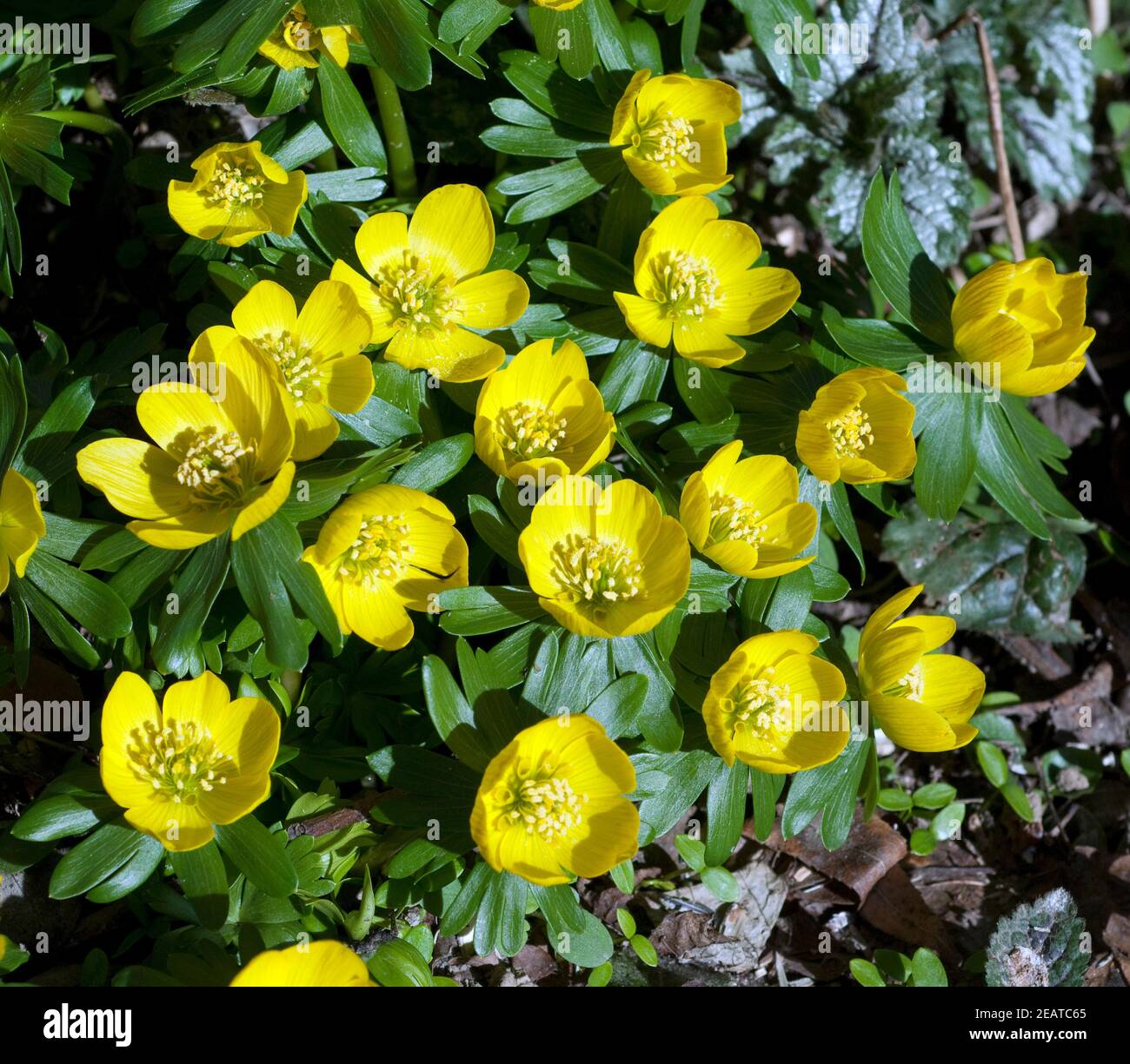 Winterling; Eranthis; hyemalis Stock Photo - Alamy