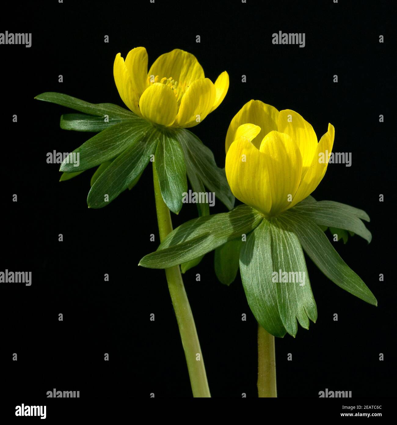 Winterling, Eranthis, hyemalis Stock Photo - Alamy