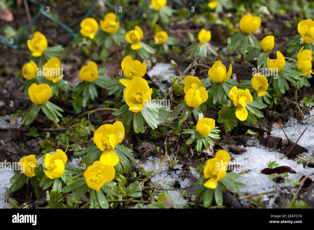 Winterling; Eranthis; hyemalis Stock Photo - Alamy