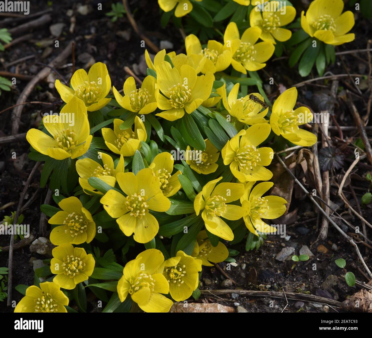 Winterling, Eranthis, hyemalis Stock Photo - Alamy