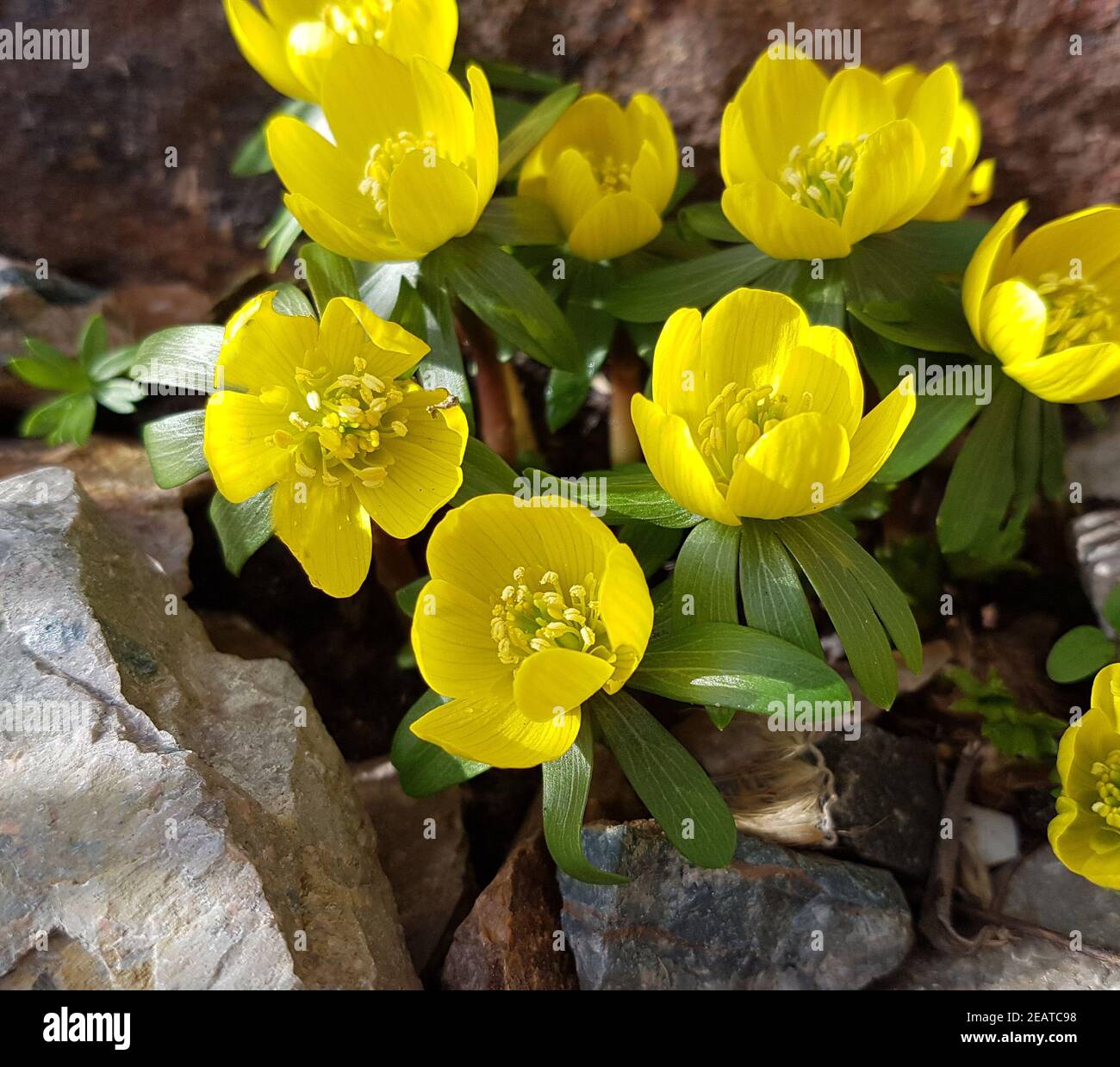Winterling Eranthis hyemalis Stock Photo - Alamy