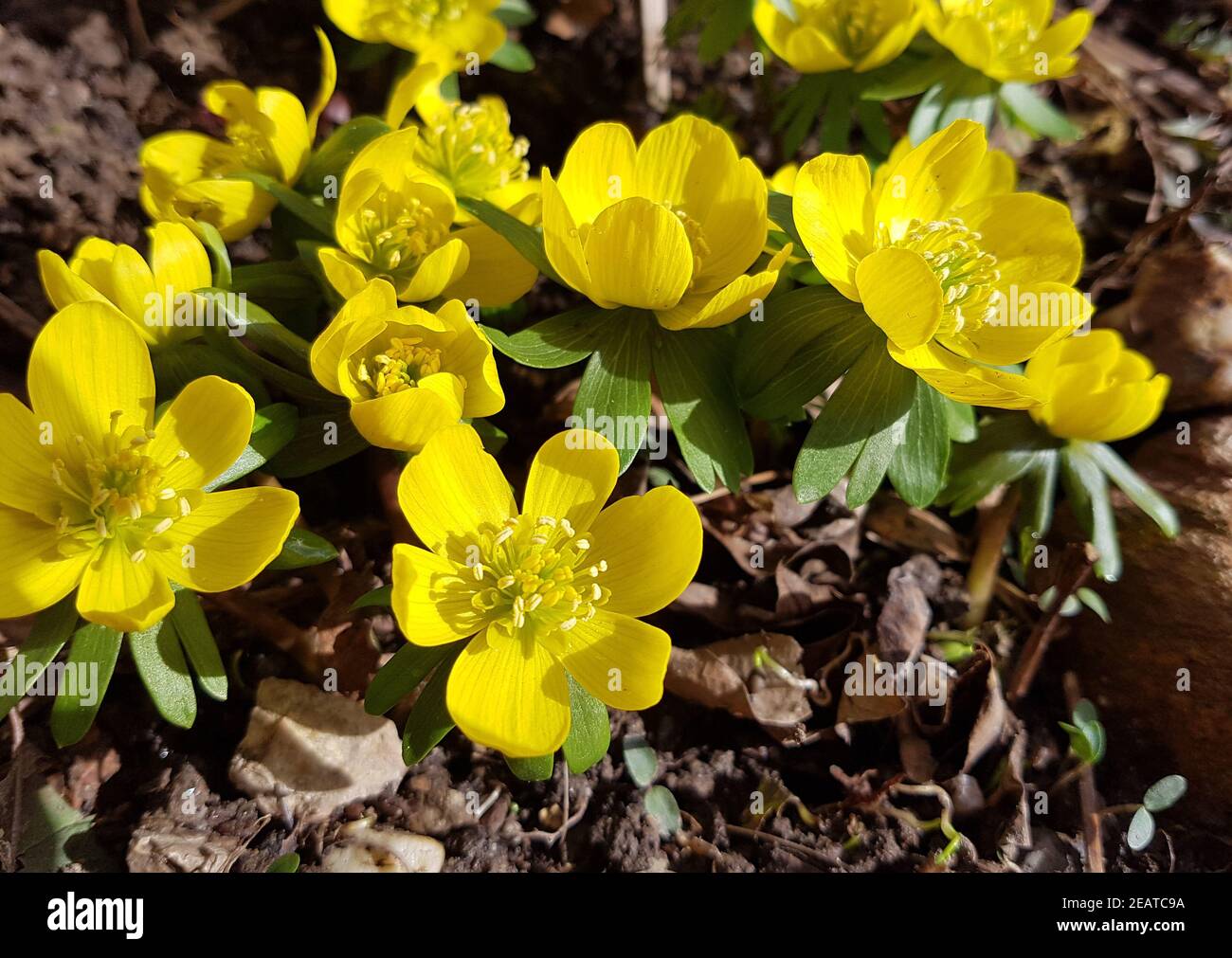 Winterling Eranthis hyemalis Stock Photo - Alamy