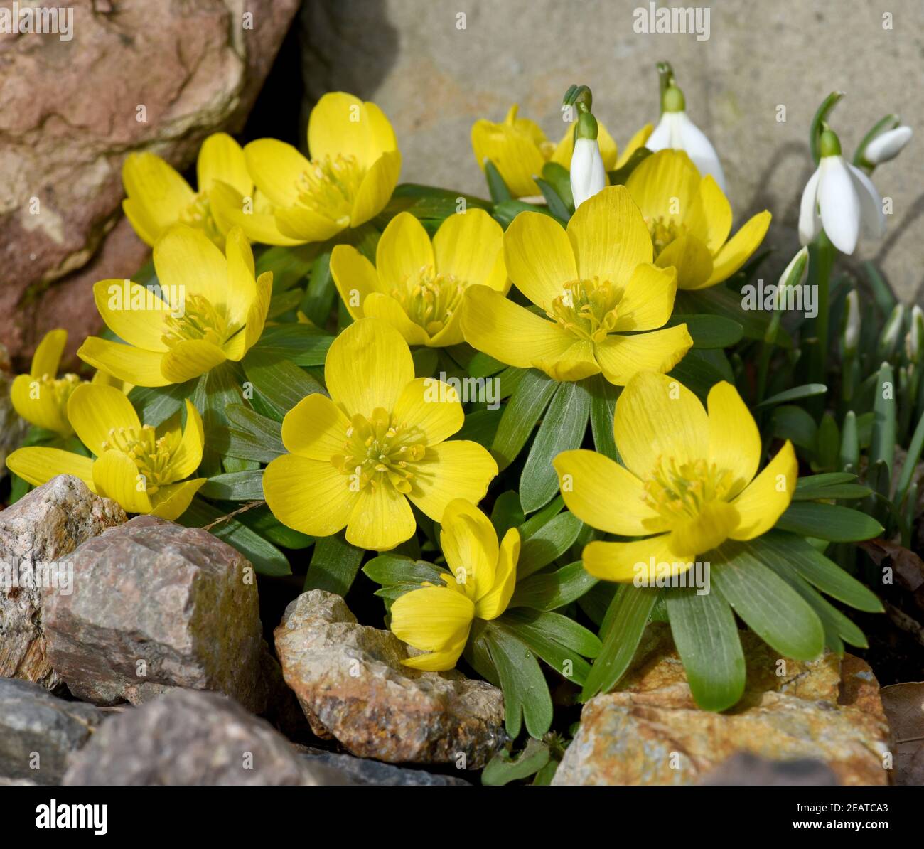 Winterling, Eranthis, hyemalis Stock Photo - Alamy
