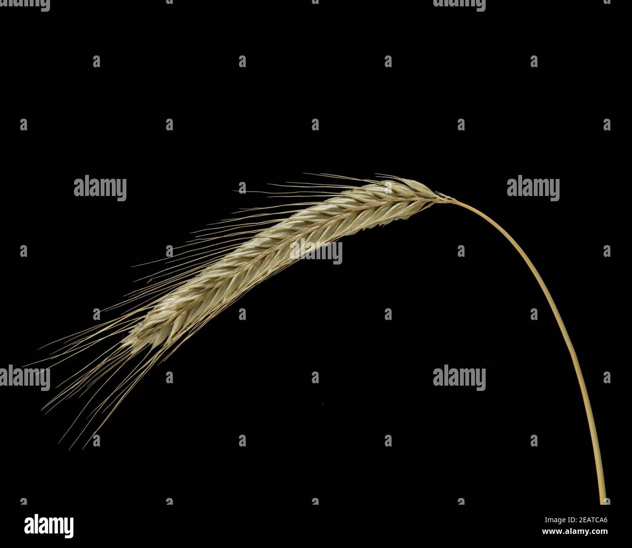 Winterroggen; Secale Cereale, Getreide Stock Photo - Alamy