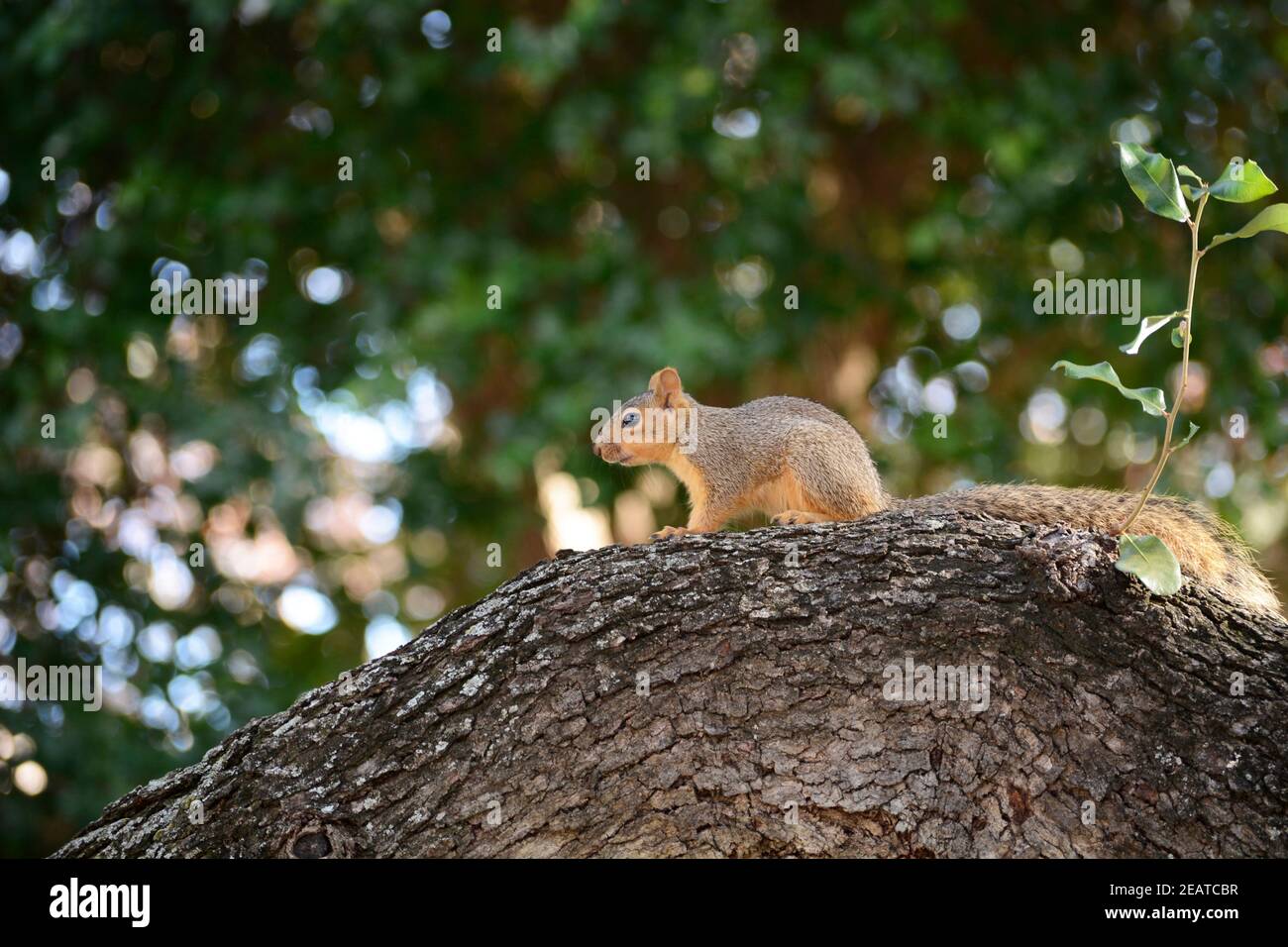 A fox squirrel (Sciurus niger) in an oak tree in San Antonio, Texas ...