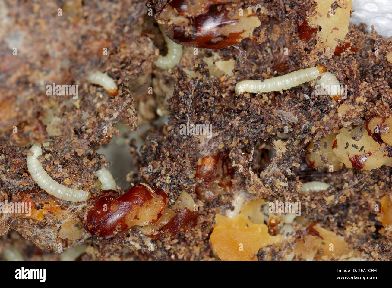 Pyraloid moth hi-res stock photography and images - Alamy