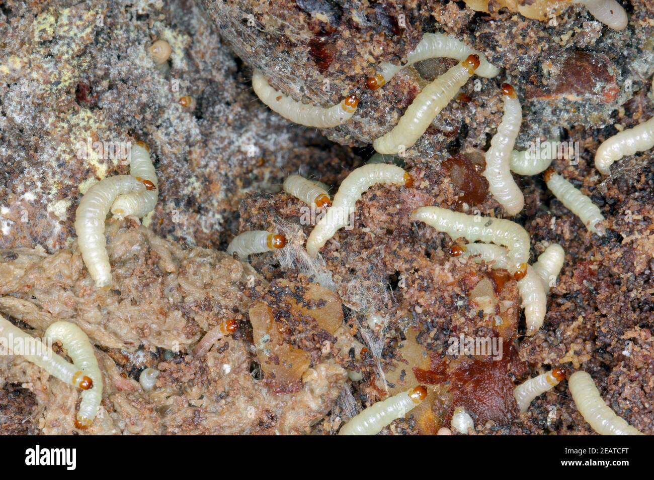 Pyraloid moth hi-res stock photography and images - Alamy