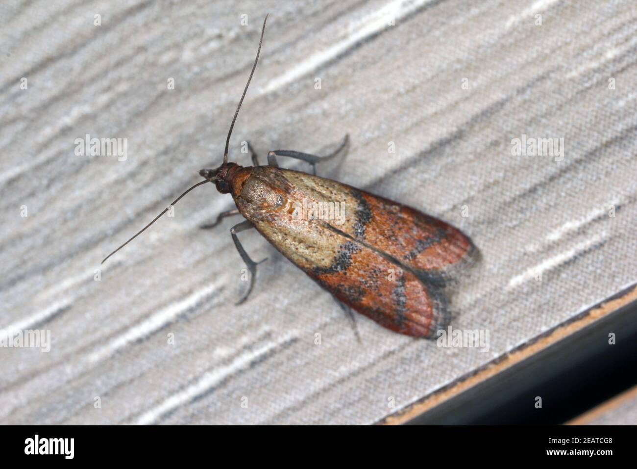 Indian mealmoth or Indianmeal moth Plodia interpunctella of a pyraloid ...