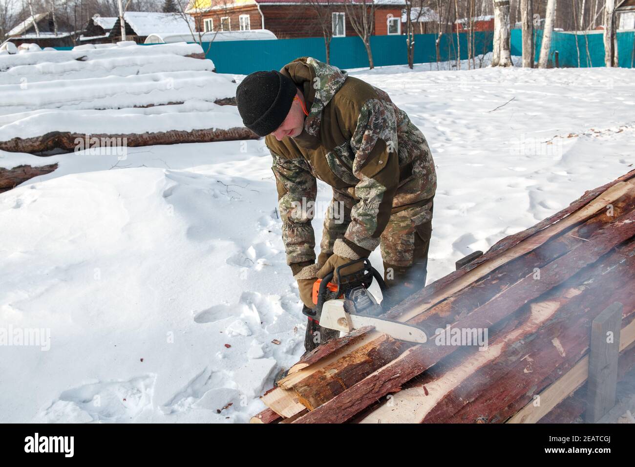 A logger saws a tree in the forest in winter, in Russia for firewood ...