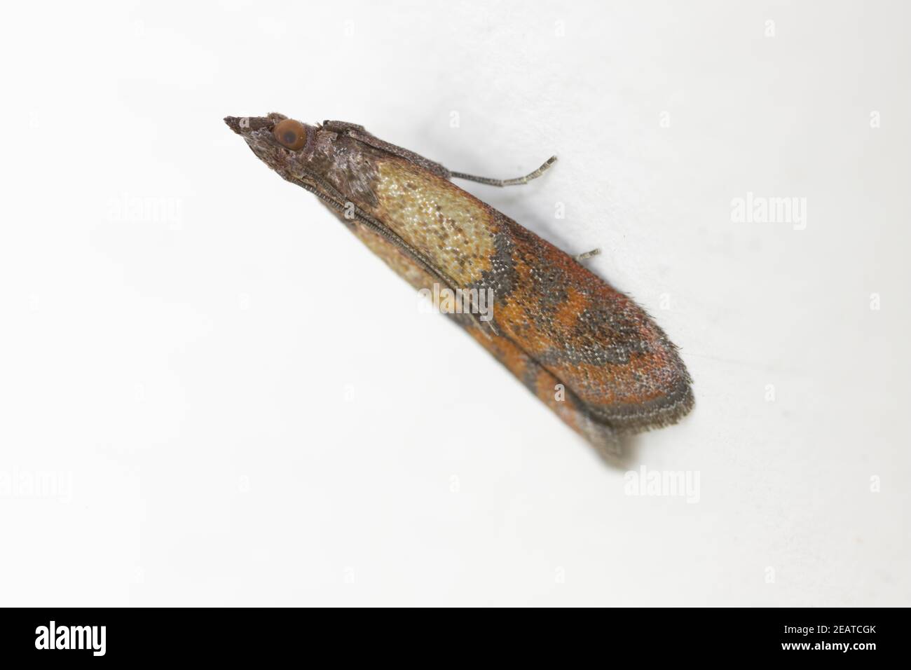 Pyraloid moth hi-res stock photography and images - Alamy