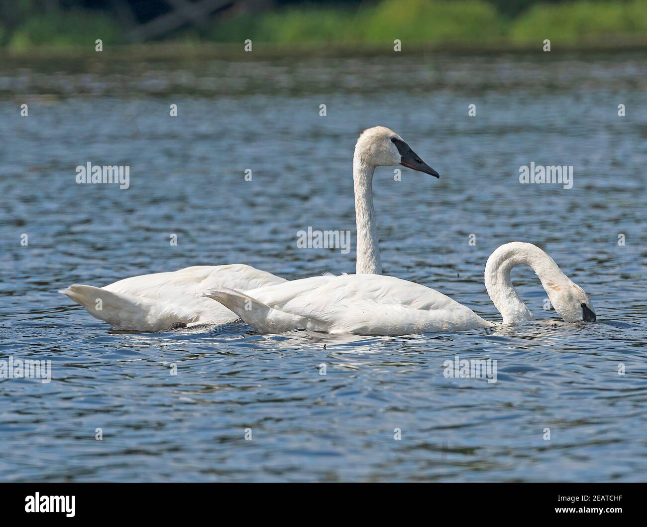 Zoology bird birds swans hi-res stock photography and images - Alamy
