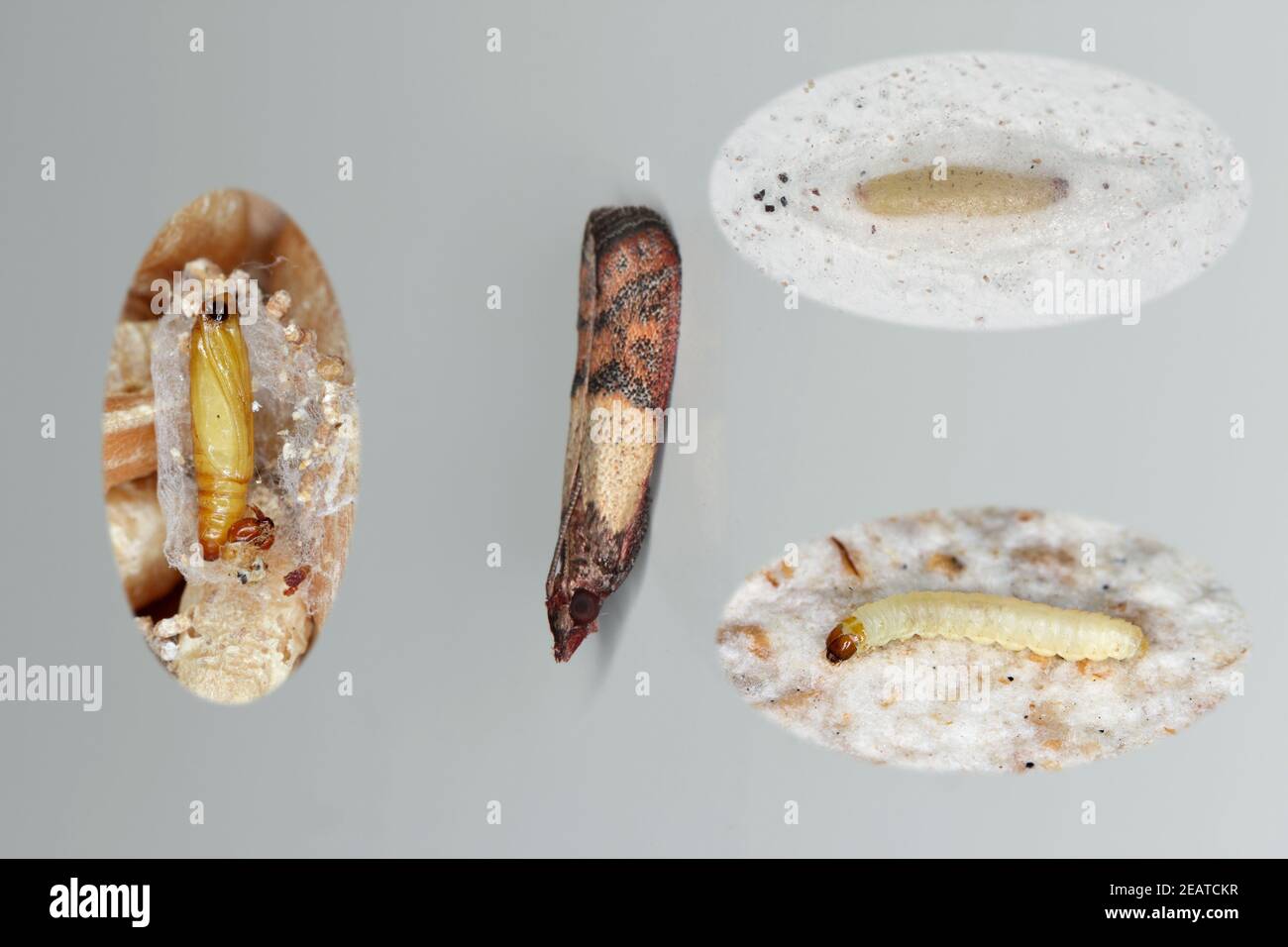 Developmental stages of Indian mealmoth Plodia interpunctella of a ...