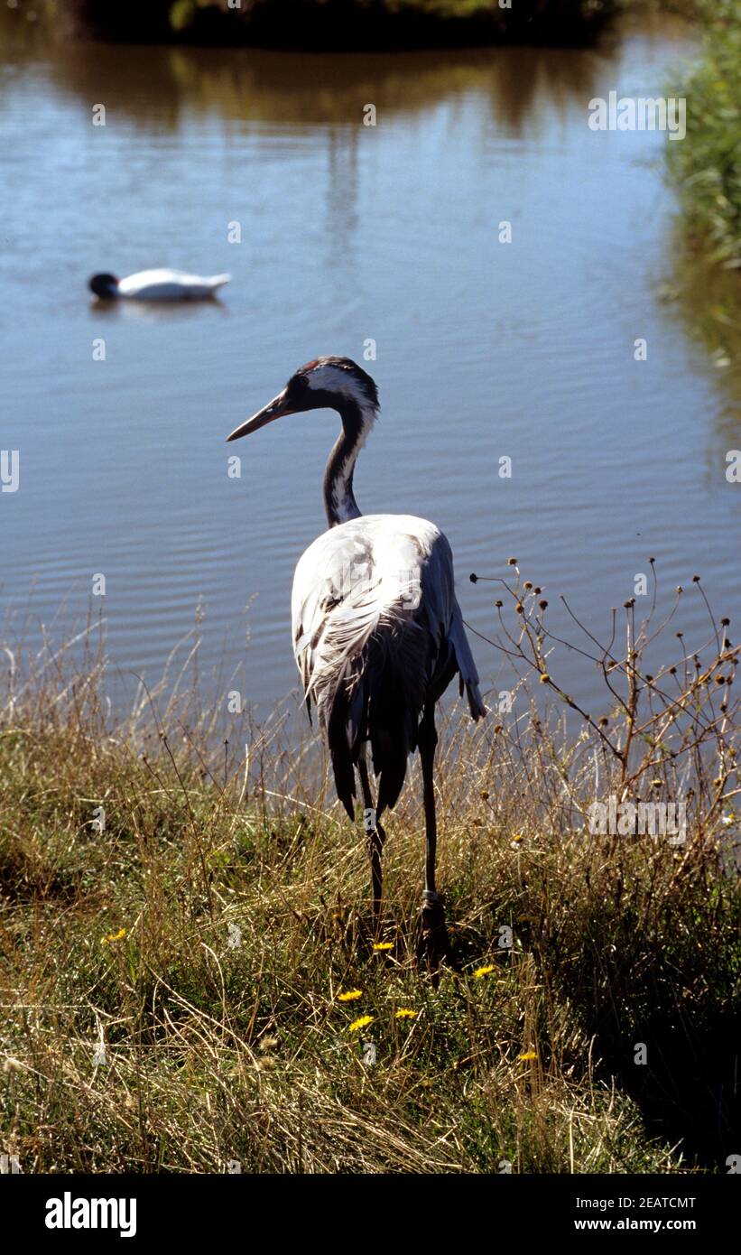 Kranich hi-res stock photography and images - Alamy