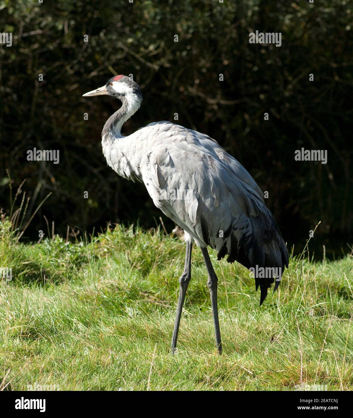 Kranich hi-res stock photography and images - Alamy