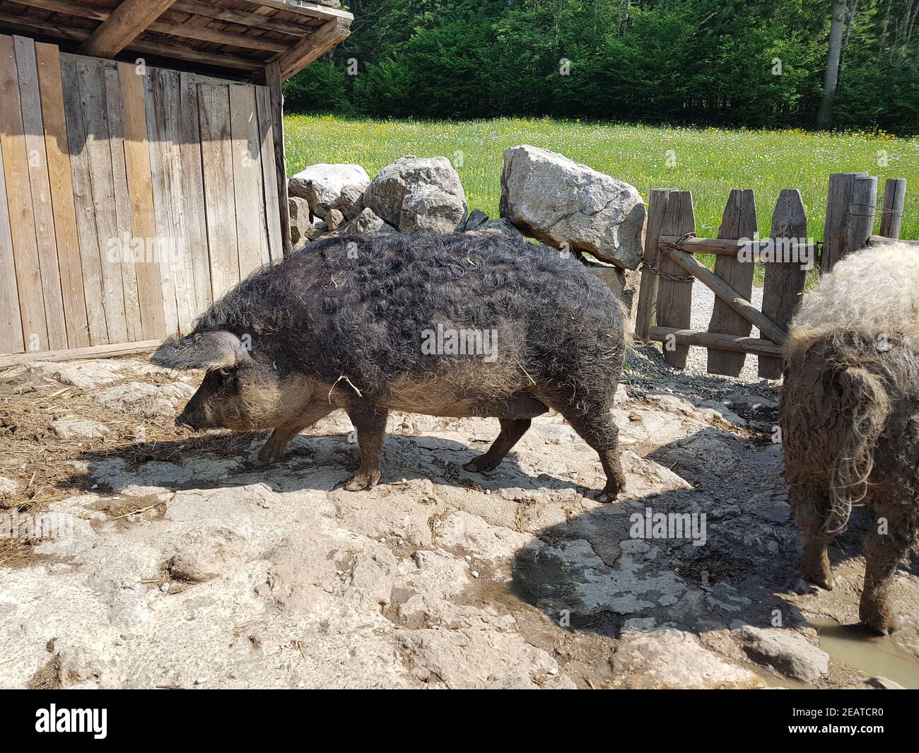 Wollschwein, Sus scrofa, Mangalica Stock Photo - Alamy