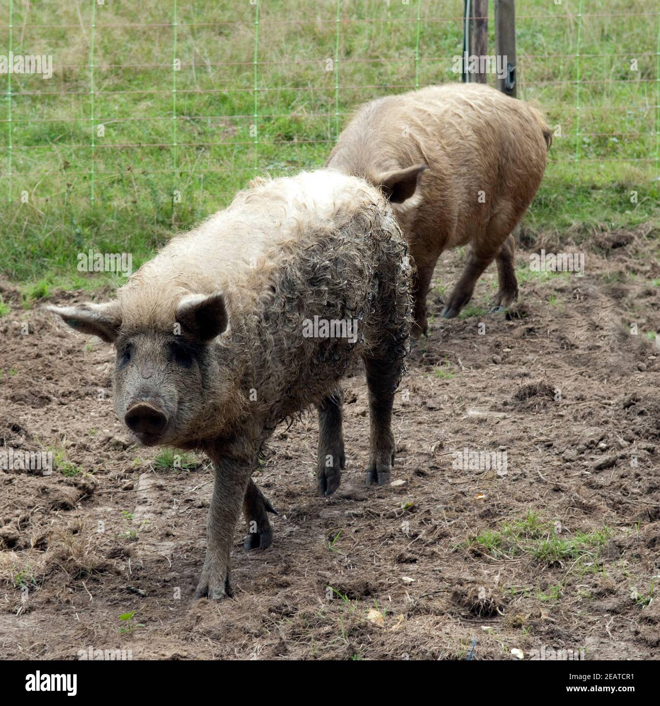 Wollschwein, Mangalica, Arche-Hof, Bedrohte, gefaehrdet Stock Photo - Alamy