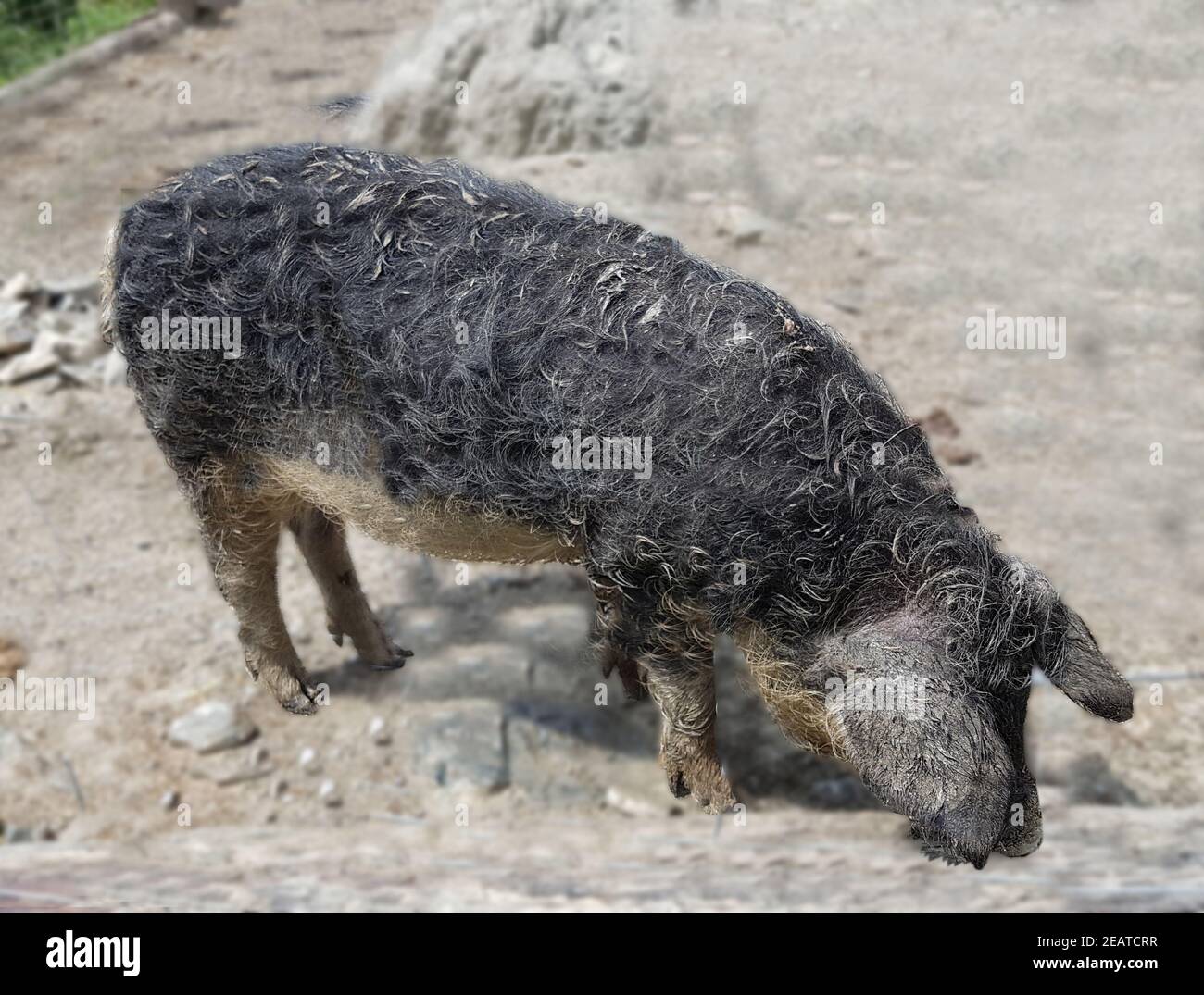 Mangalitza schwein hi-res stock photography and images - Alamy