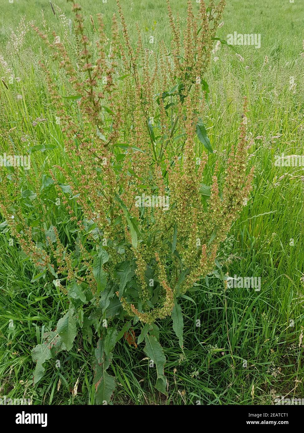 Krauser Ampfer, Rumex crispus Stock Photo - Alamy