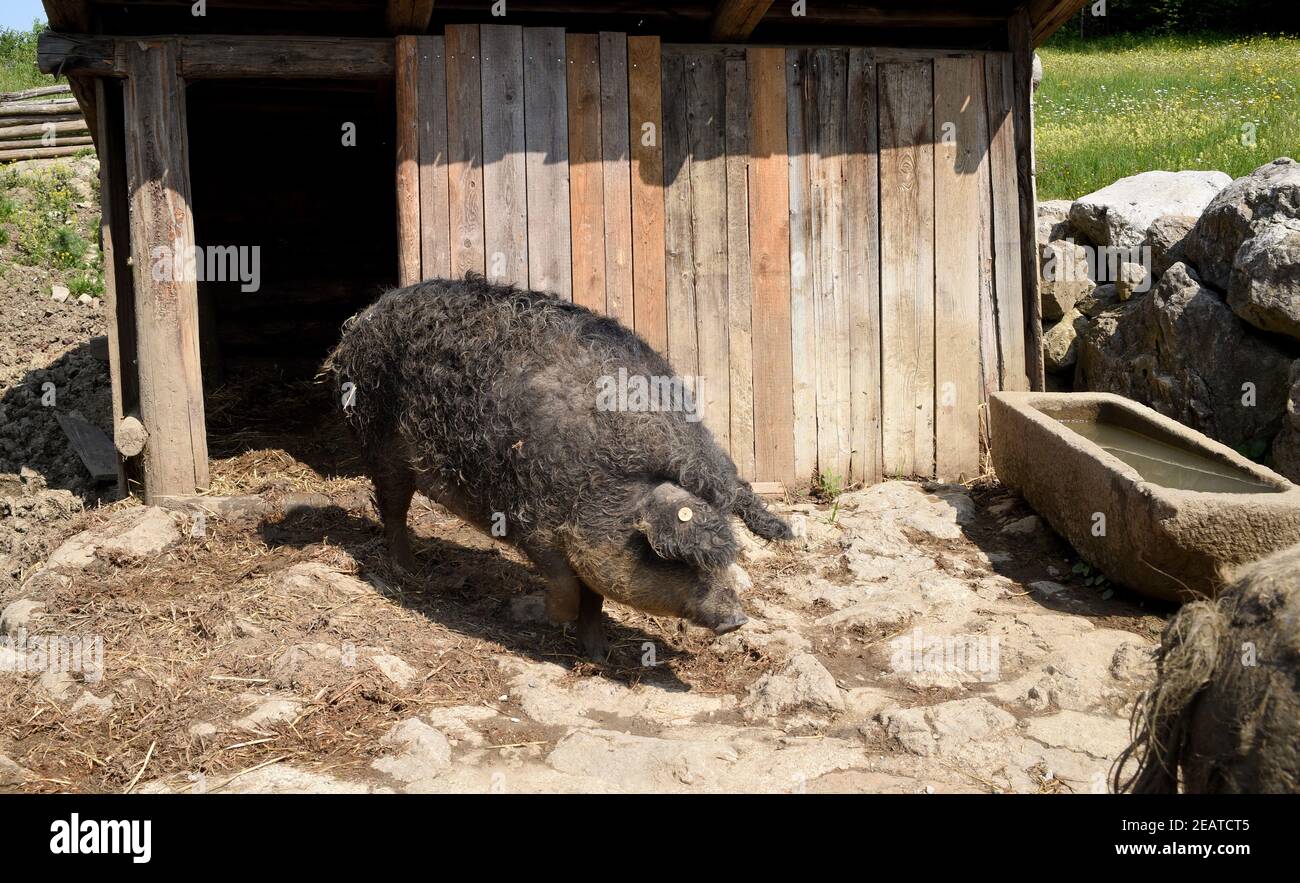Wollschwein, Sus scrofa, Mangalica Stock Photo - Alamy