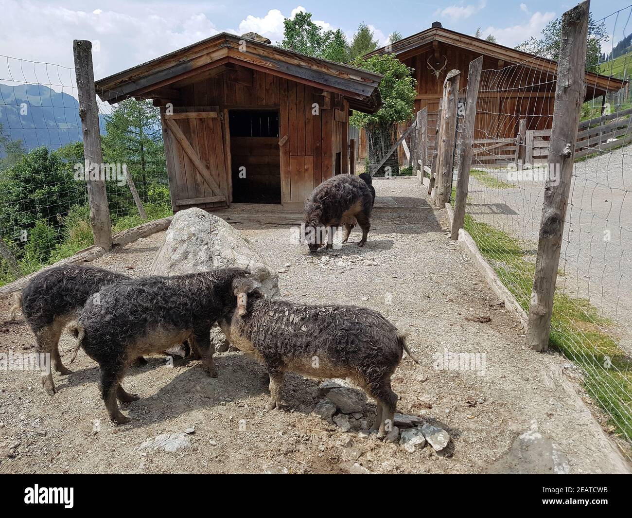 Wollschwein, Sus scrofa f. domestica, Mangalica Stock Photo - Alamy