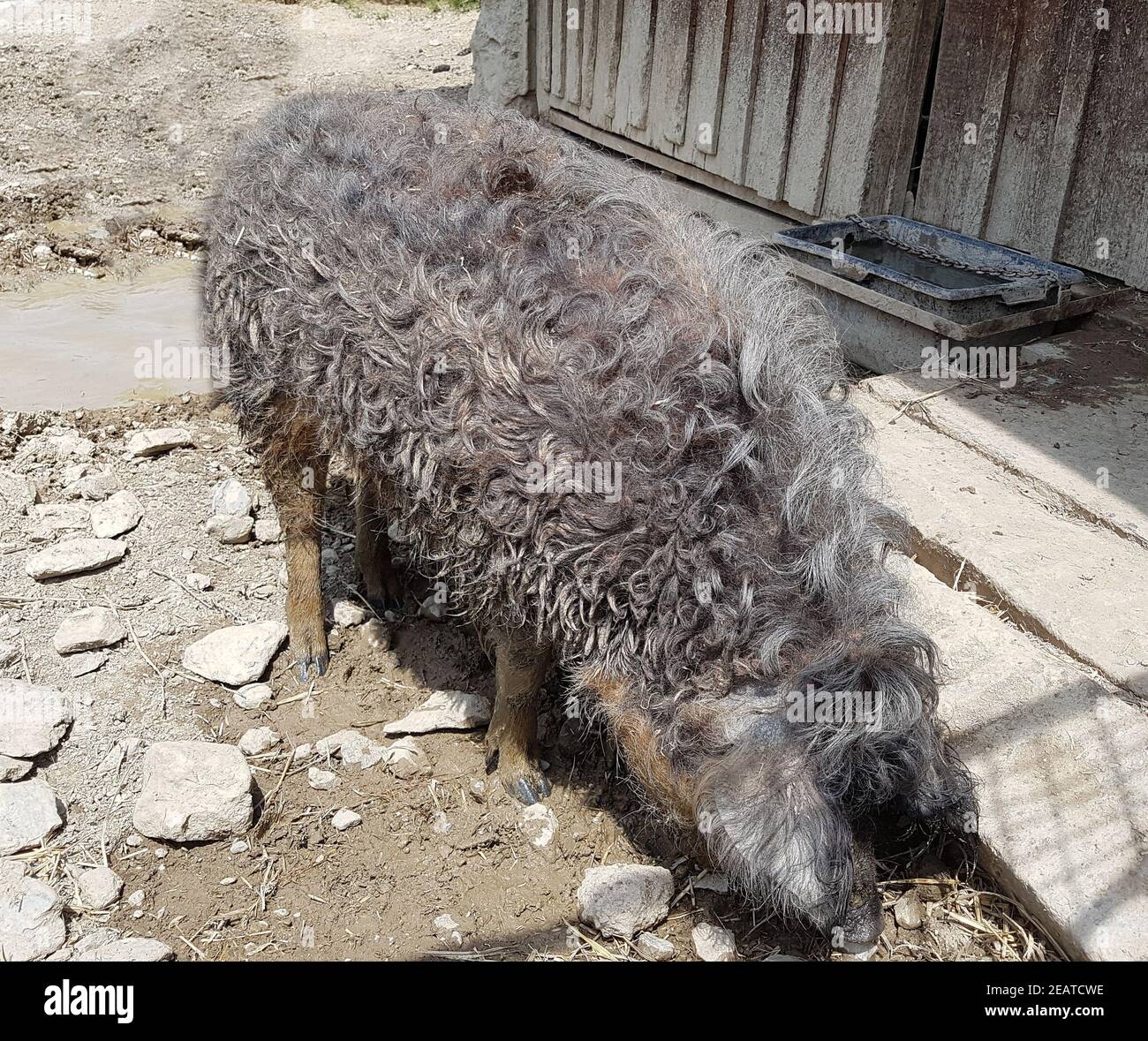 Mangalica schwein hi-res stock photography and images - Alamy