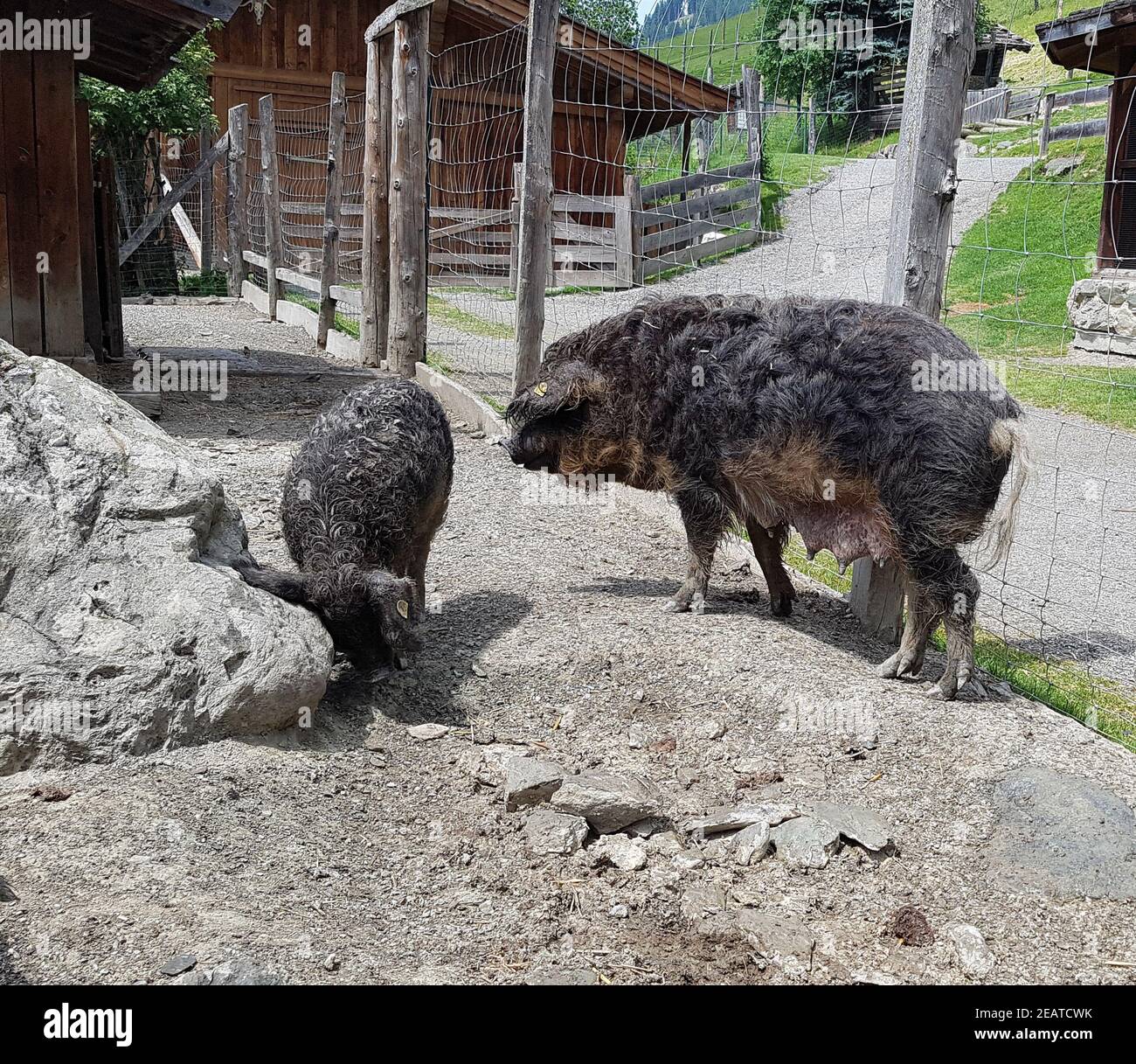 Wollschwein, Sus scrofa f. domestica, Mangalica Stock Photo - Alamy