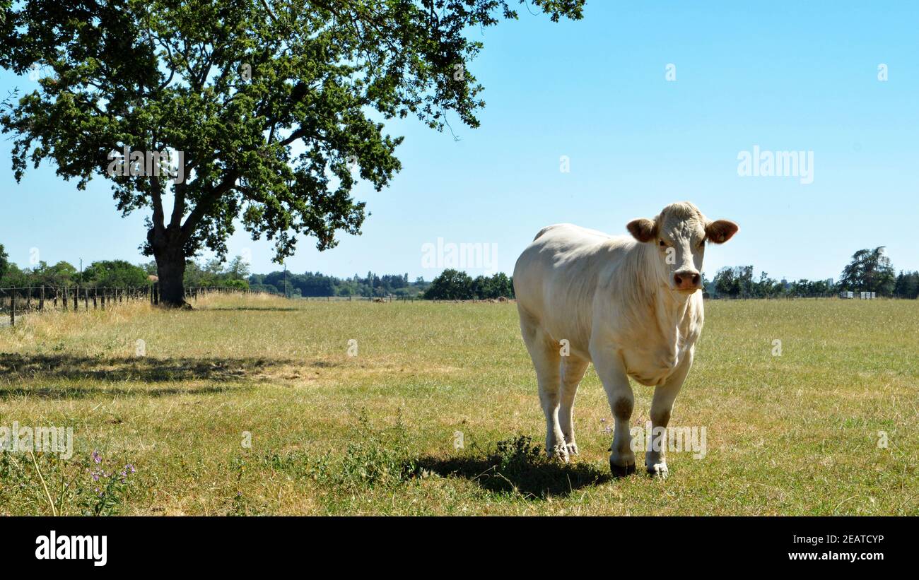 Charolais cow in a countryside landscape Stock Photo - Alamy