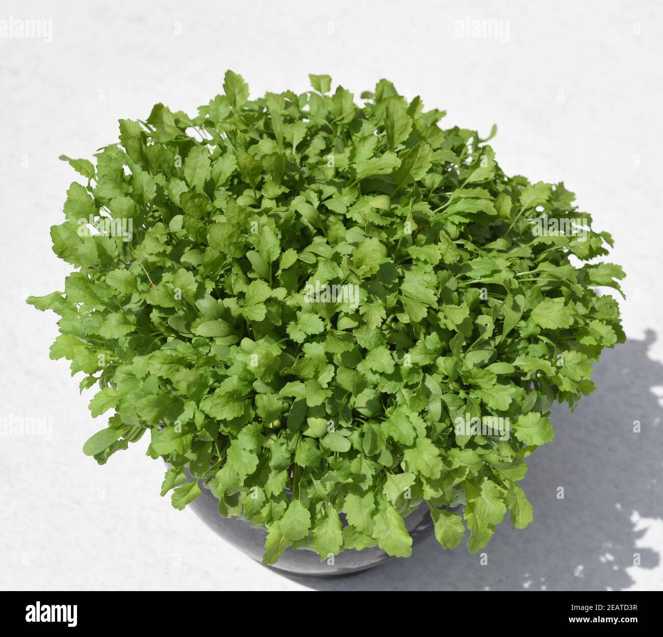 Gartenkresse, Lepidium Sativum Stock Photo - Alamy