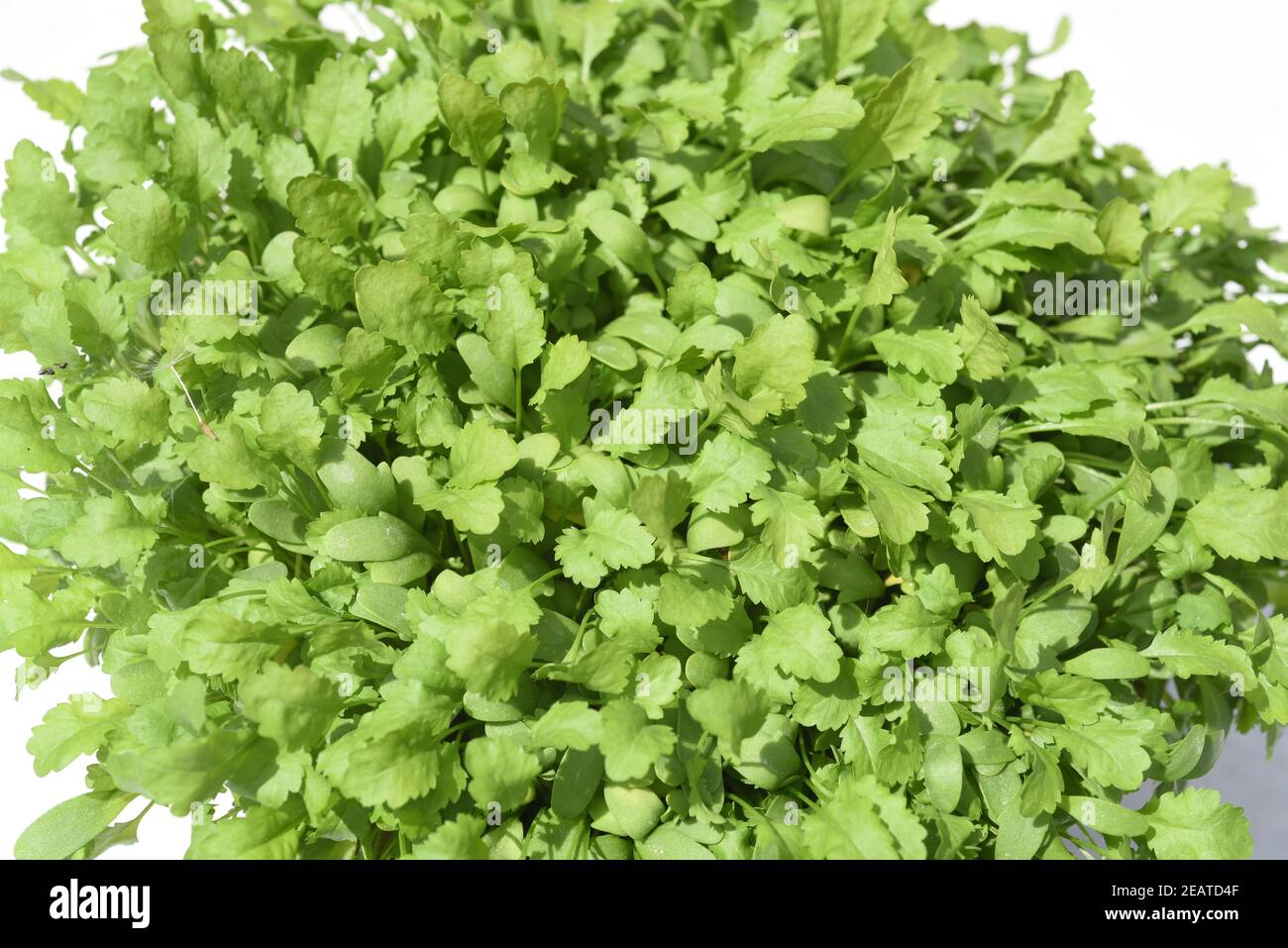Gartenkresse, Lepidium Sativum Stock Photo - Alamy