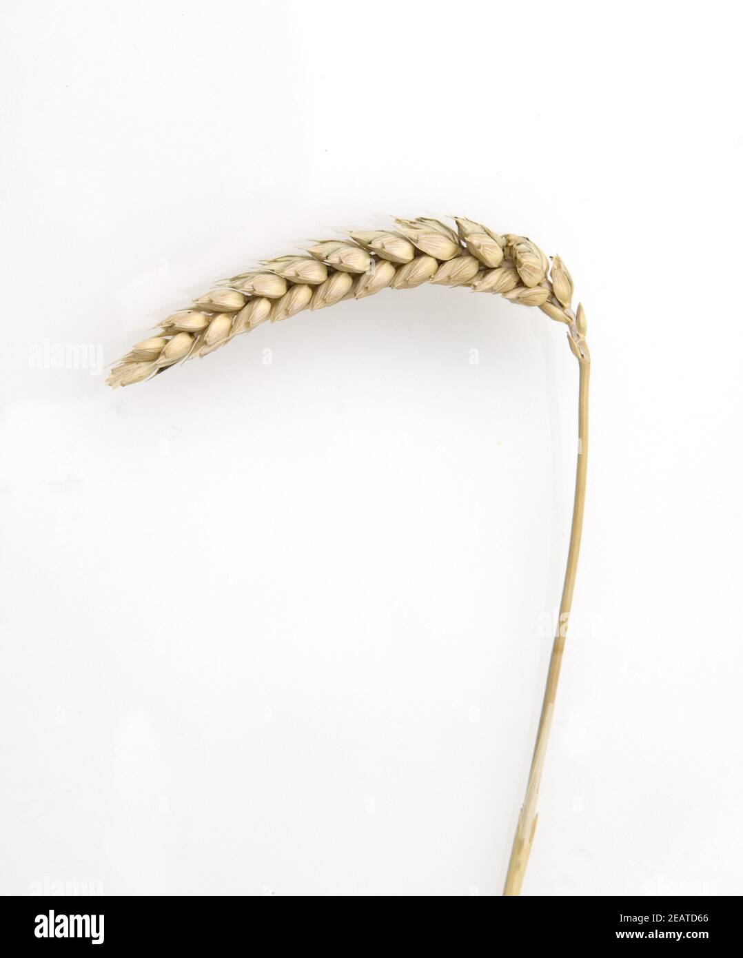 Winterweizen; Weizen; Triticum aestivum, Getreide Stock Photo - Alamy