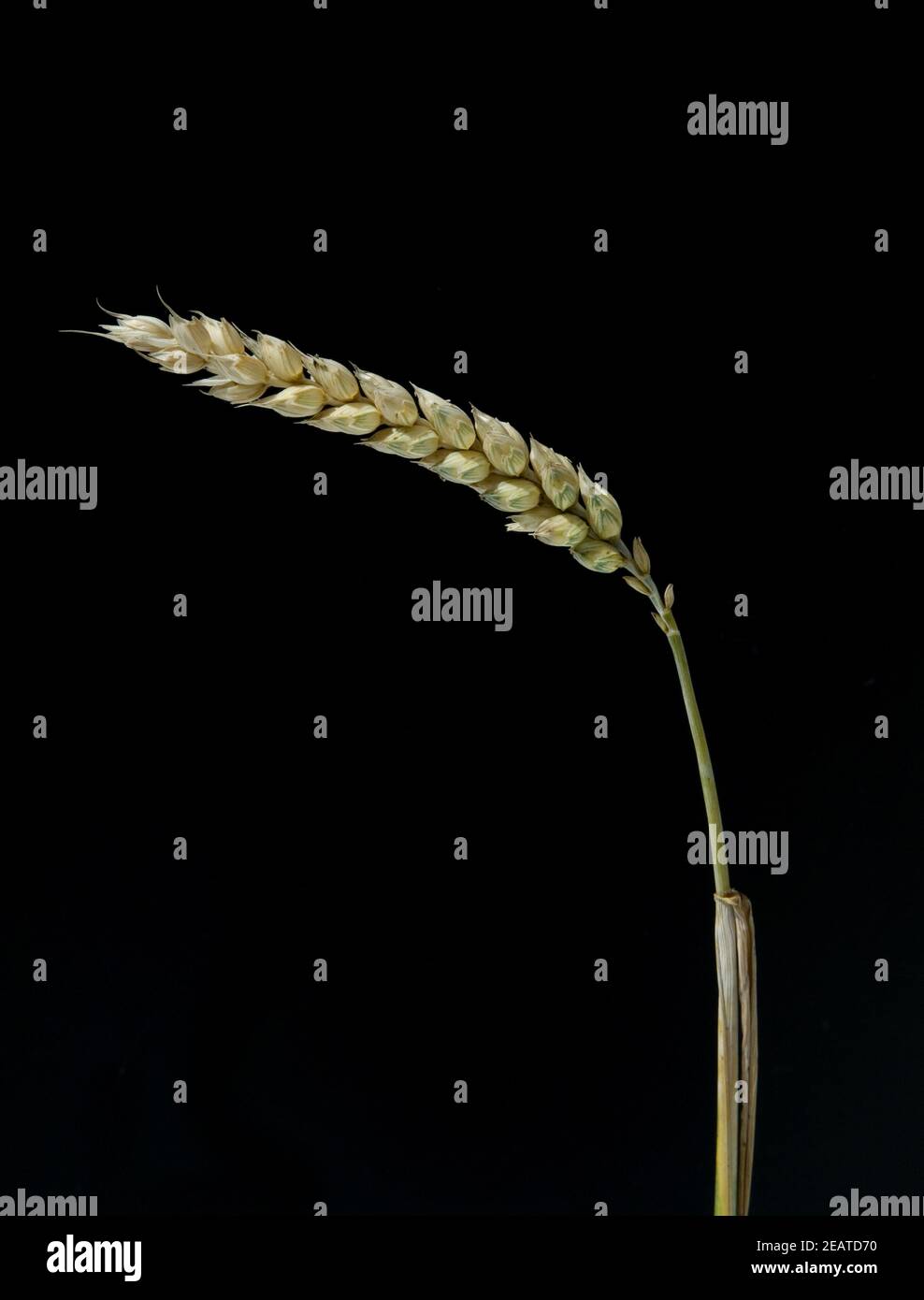 Winterweizen; Weizen; Triticum aestivum, Getreide Stock Photo - Alamy