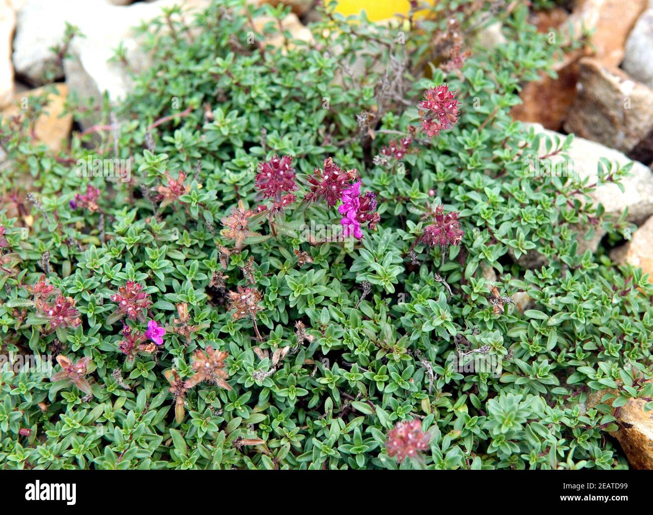 Kriechender thymian hi-res stock photography and images - Alamy