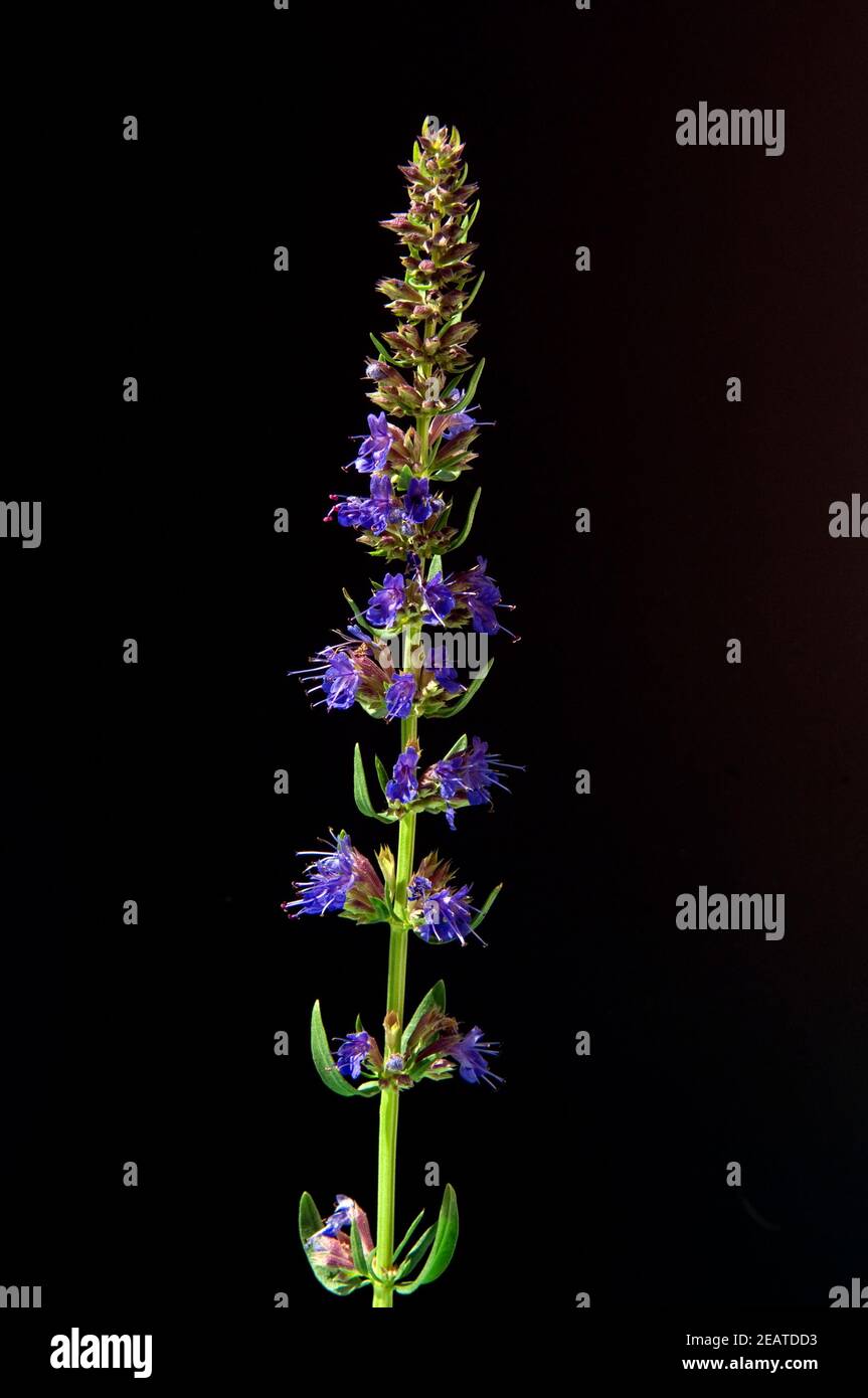 Ysop; Hyssopus officinalis Stock Photo - Alamy