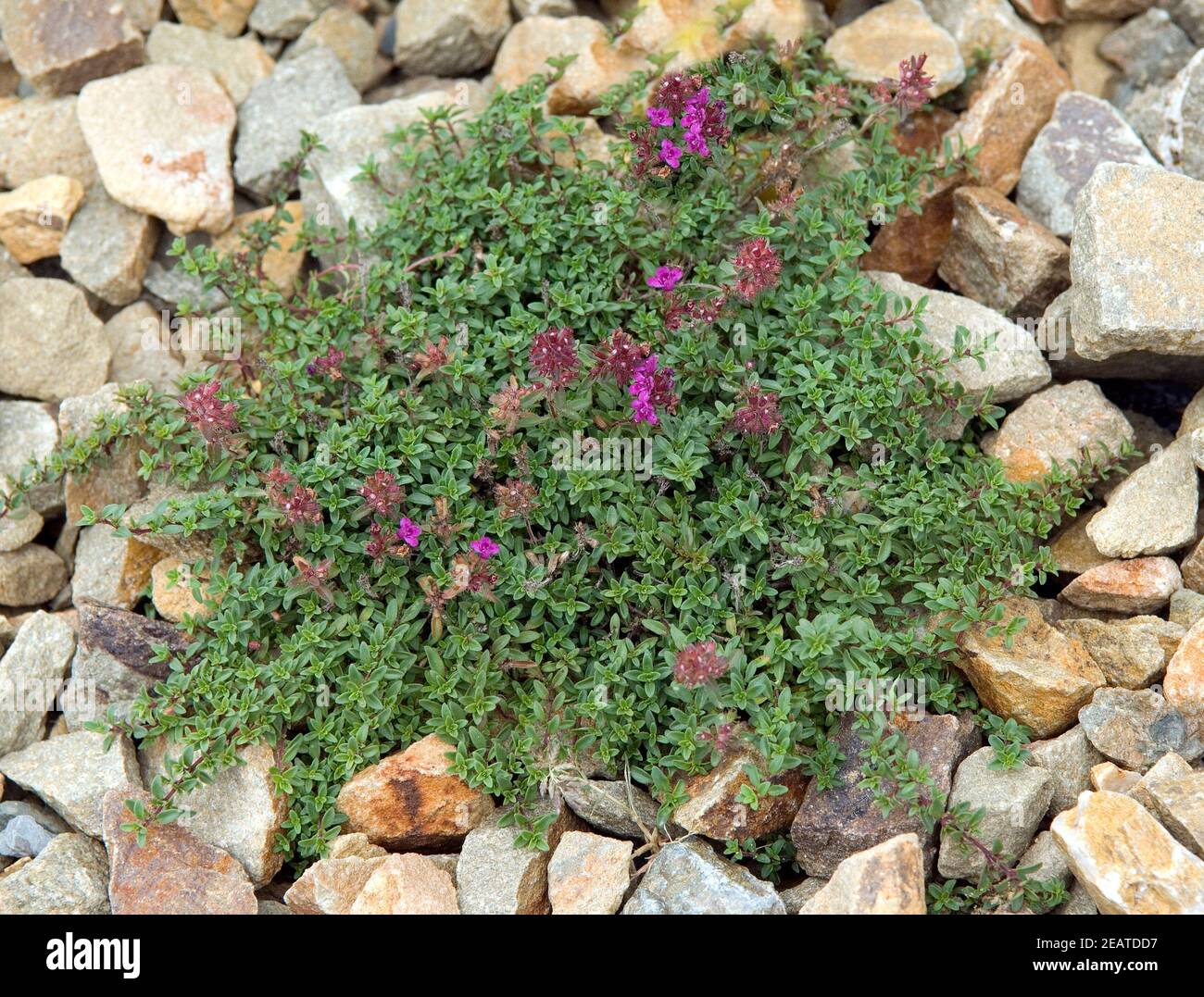 Kriechender Thymian; Thymus praecox Stock Photo - Alamy