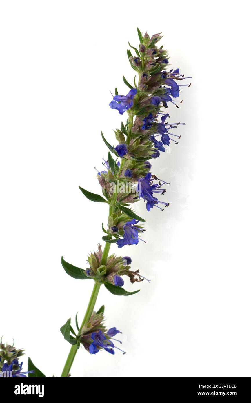 Ysop, Hyssopus officinalis Stock Photo - Alamy